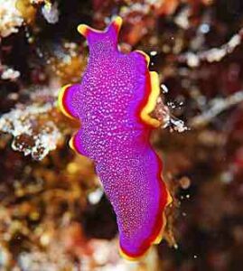 Platelmintos - Animales y biología