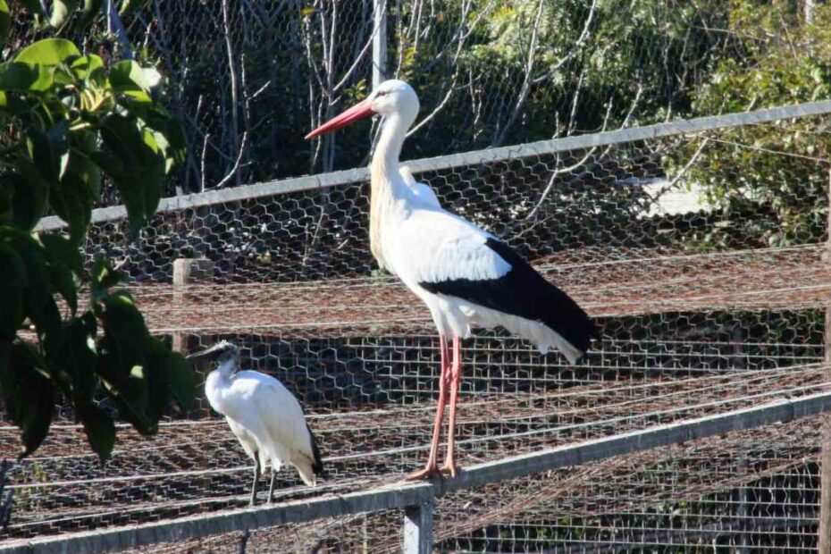 Ciconiiformes - Animales y biología