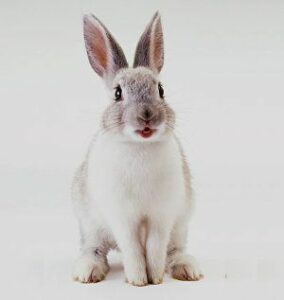 Conejo, adopción y cuidados en cautividad. Comportamiento