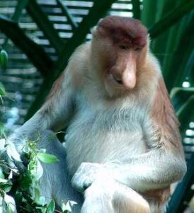 Conoce al mono narigudo y los peligros que enfrenta