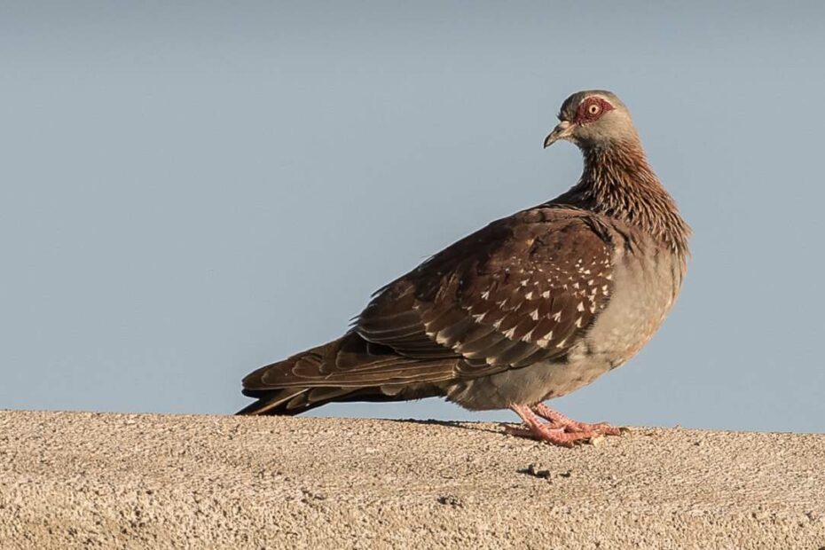 Columbiformes - Animales y biología
