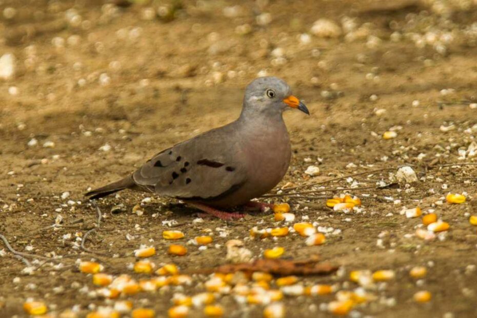 Columbiformes - Animales y biología