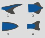 Aletas de los peces (tipos) ¿para qué sirven?