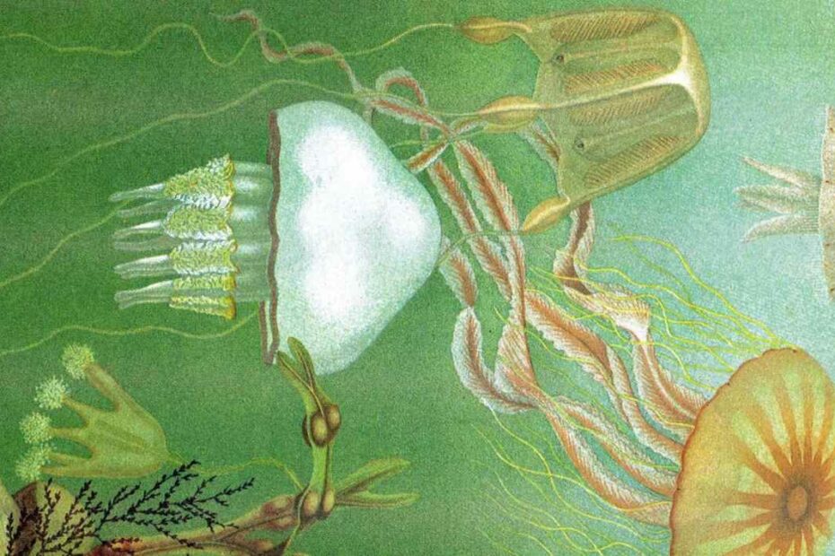 Invertebrados - Animales y biología