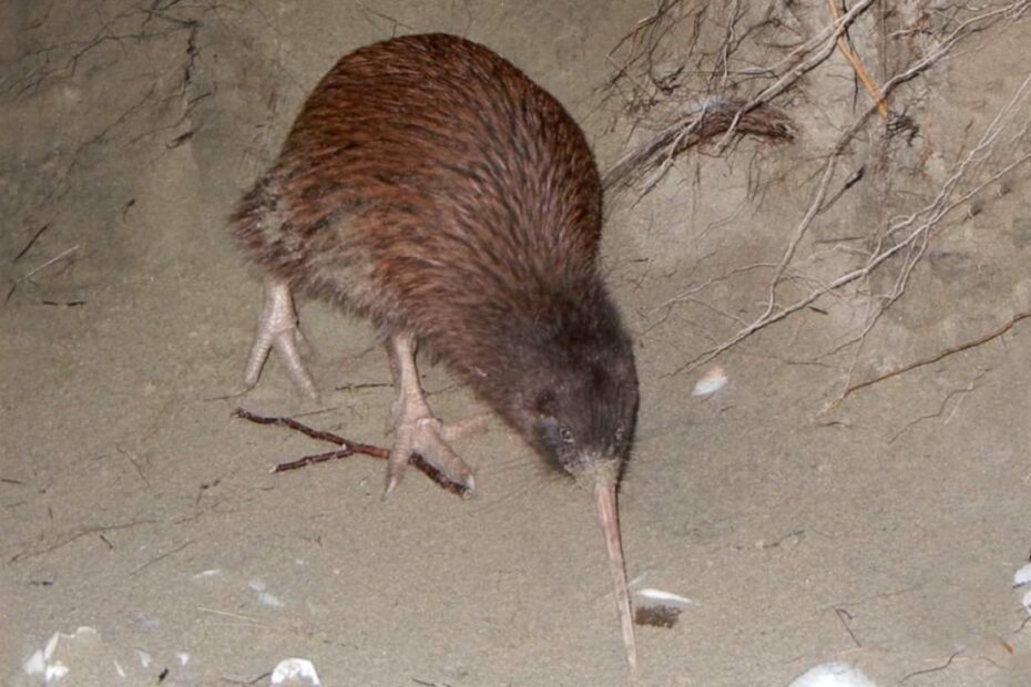 Apterygiformes - Animales y biología