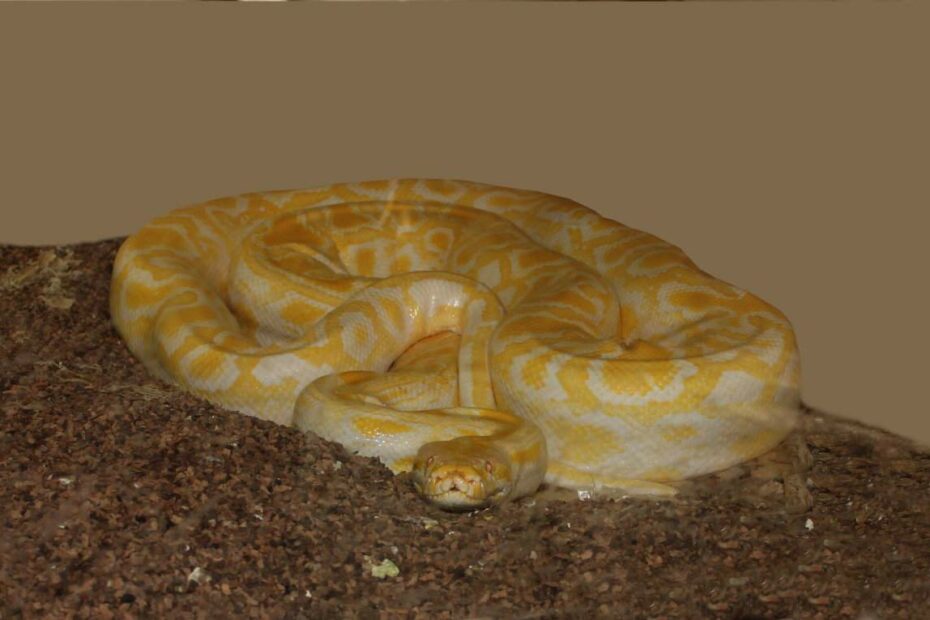 Reptiles - Animales y biología