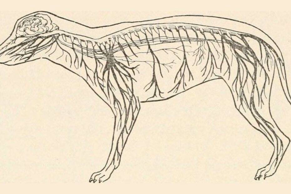 Anatomía canina - Animales y biología