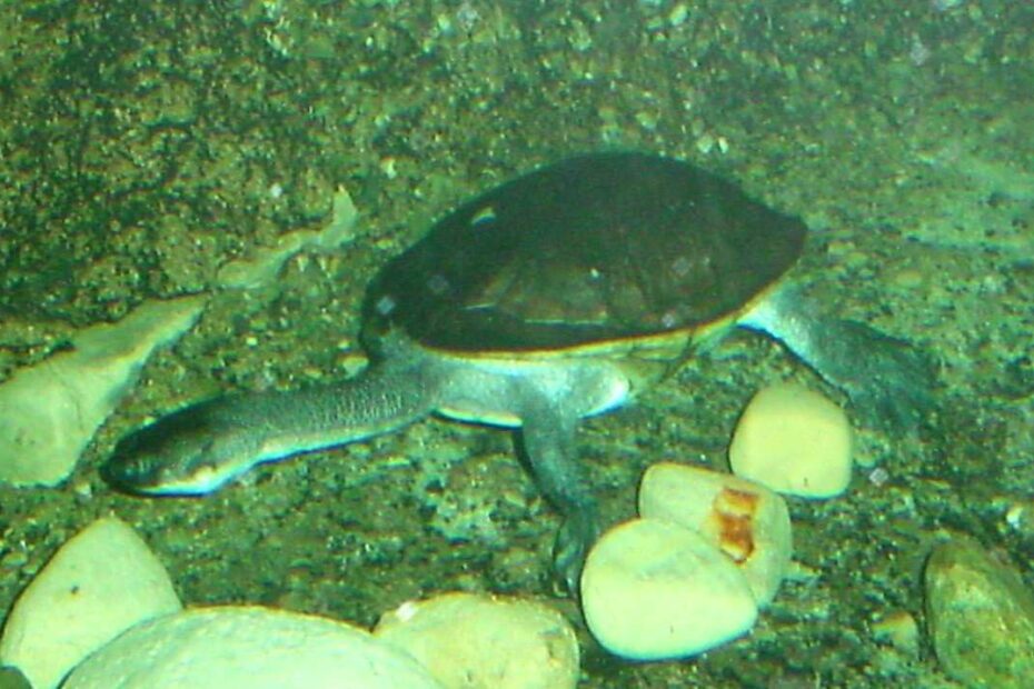 Reptiles - Animales y biología