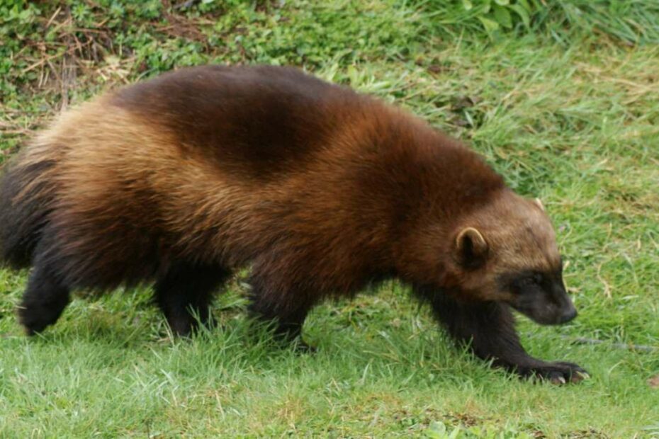 Mustélidos (mustelidae) - Animales y biología