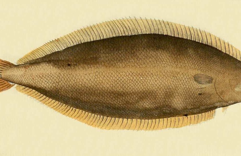 Peces - Animales y biología