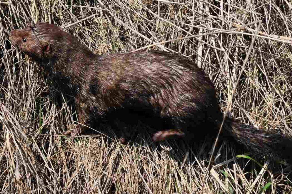Mustélidos (mustelidae) - Animales y biología