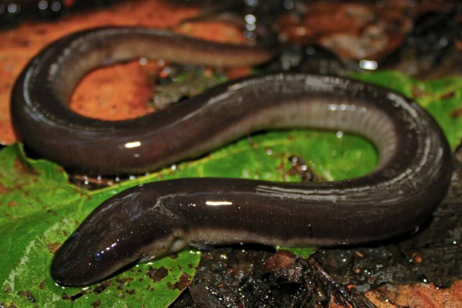 Anfibios - Animales y biología