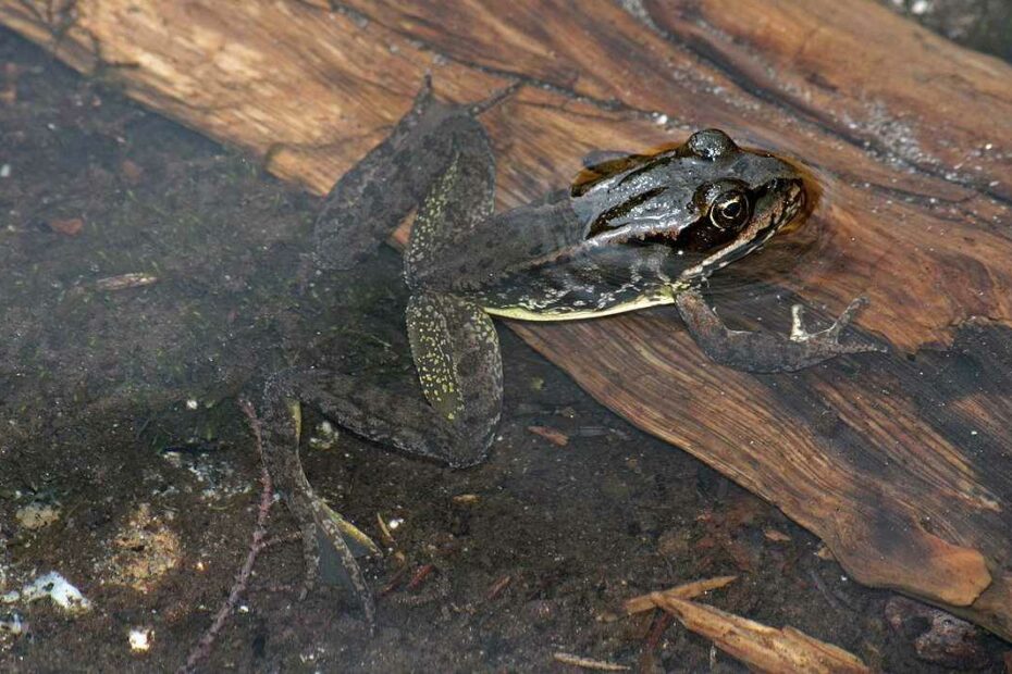 Anfibios - Animales y biología