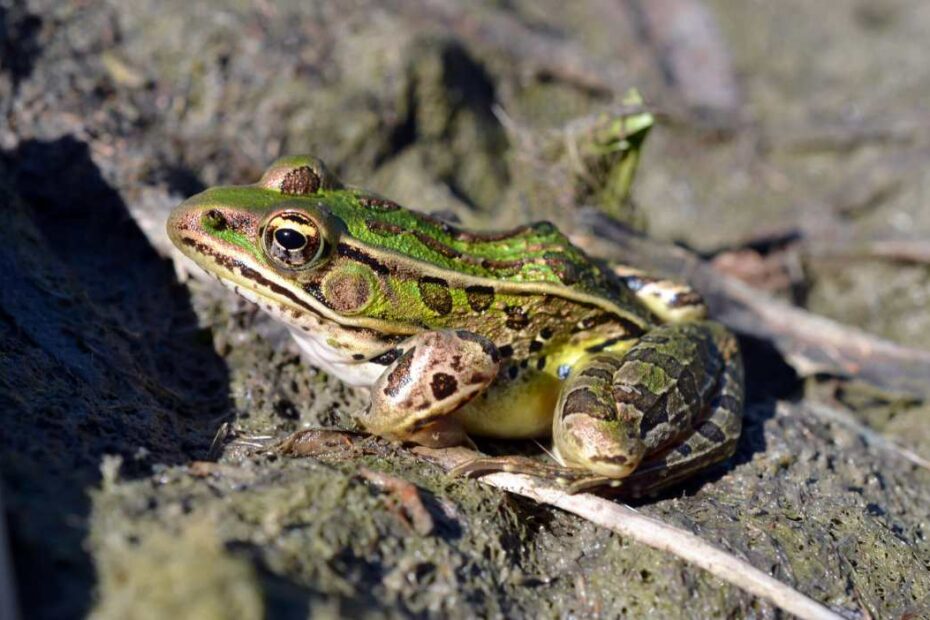 Anfibios - Animales y biología