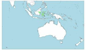 Tarsero fantasma, Tarsius tarsier, sorpréndete con su aspecto
