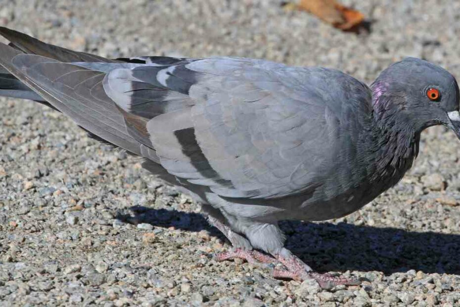 Columbiformes - Animales y biología