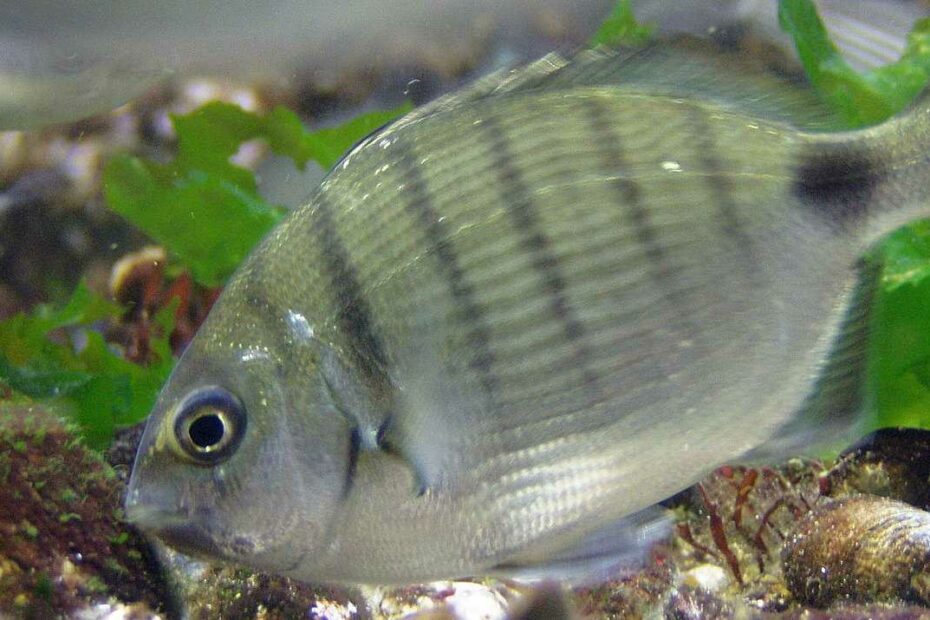 Peces - Animales y biología