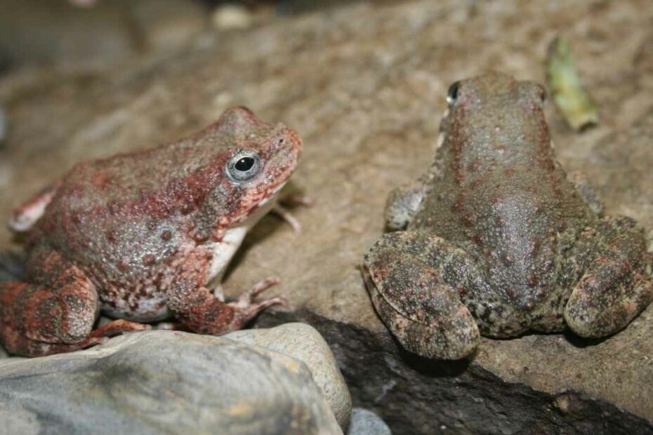 Anfibios - Animales y biología