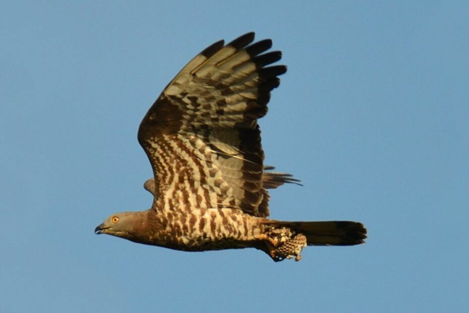 Todo sobre aves - Animales y biología
