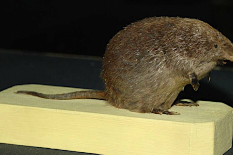 Orden Soricomorpha, soricomorfos - Animales y biología