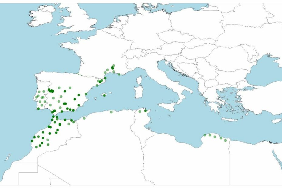 Orden Rodentia, roedores - Animales y biología