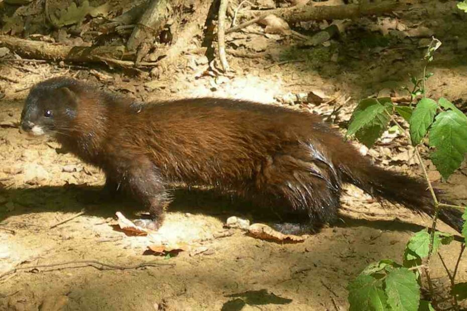 Mustélidos (mustelidae) - Animales y biología