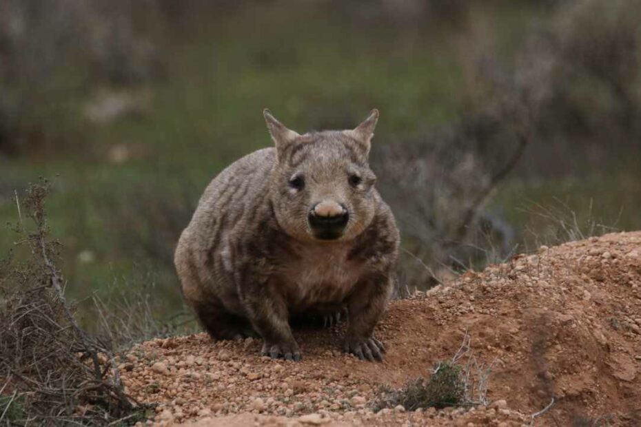 Diprotodontia - Animales y biología