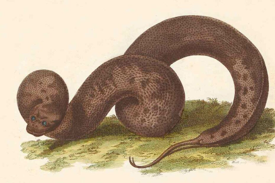 Reptiles - Animales y biología