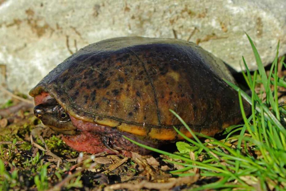 Reptiles - Animales y biología