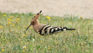 Aves insectívoras, características, adaptaciones y ejemplos