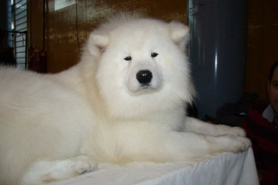 Todo sobre perros - Animales y biología