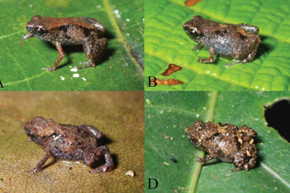 Anfibios - Animales y biología