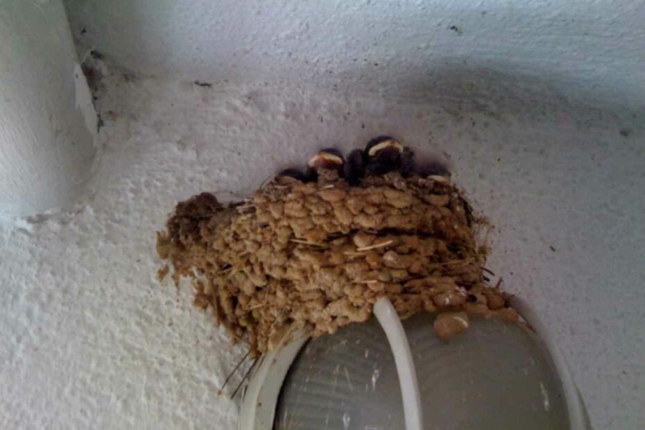 Nidos de aves, finalidad, construcción y sus diferentes tipos