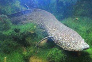 Sarcopterigios - Animales y biología