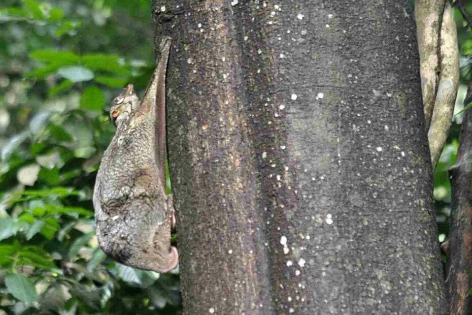 Orden Dermoptera (dermópteros) - Animales y biología