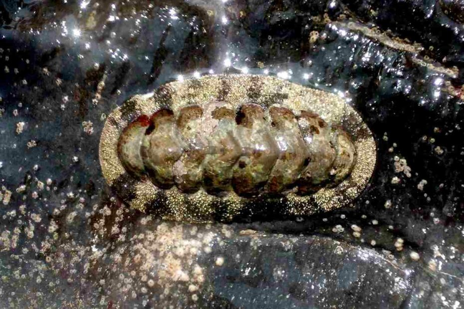 Poliplacóforos (Polyplacophora), también conocidos como quitones