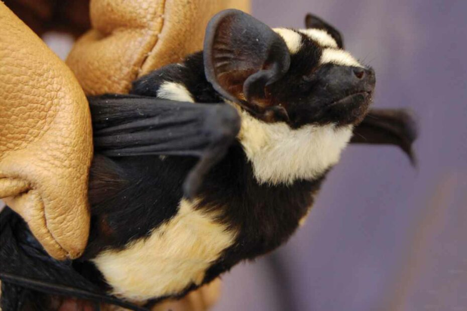 Quirópteros (Chiroptera) - Animales y biología