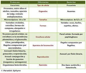 Protozoos, características, clasificación y ejemplos
