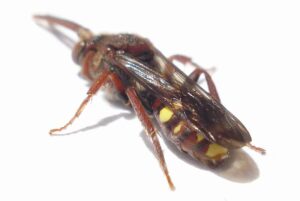 Himenópteros, Hymenoptera, características, hábitos y ejemplos