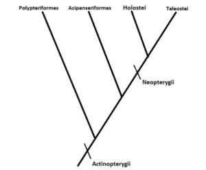 Holósteos (Holostei), características y grupos representativos