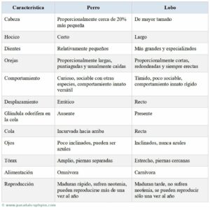 Diferencias entre perro y lobo, cómo relacionarlos