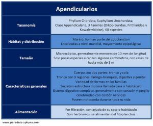 Apendicularios (larváceos), clase Appendicularia, características y ...