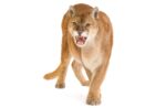 ¿Qué come el puma? Cómo caza y cuáles son sus presas preferidas