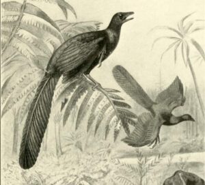 Aves prehistóricas, diversas y con variedad de tamaños