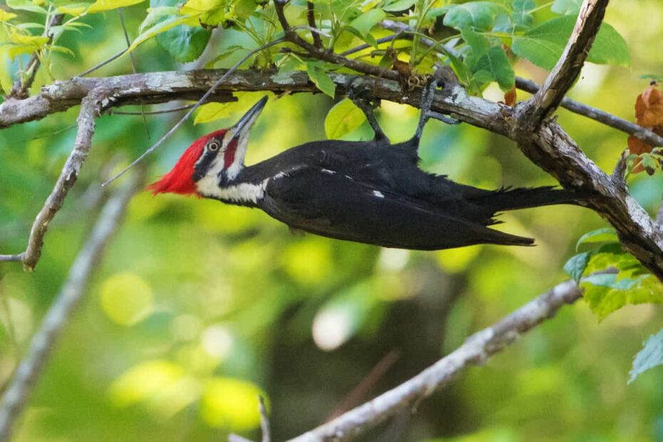 Pájaros carpinteros (Picidae), características y ciclo de vida