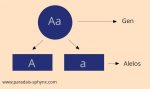 Alelo, qué son, tipos y clasificación, cómo se representan