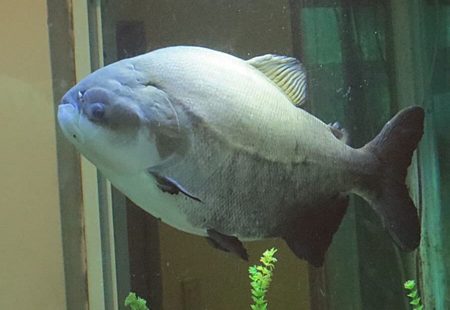 Peces - Animales y biología