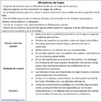 Minadores de hojas, cómo combatirlos