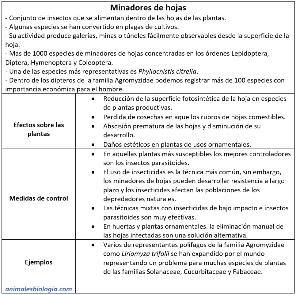 Minadores de hojas, cómo combatirlos