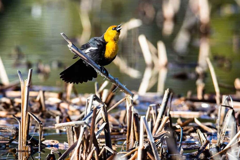 Paseriformes - Animales y biología